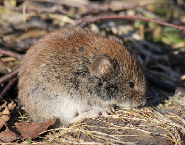 Myyrähuippu pohjoiseen – Etelä- ja Itä-Suomessa myyräkannat kasvussa ...
